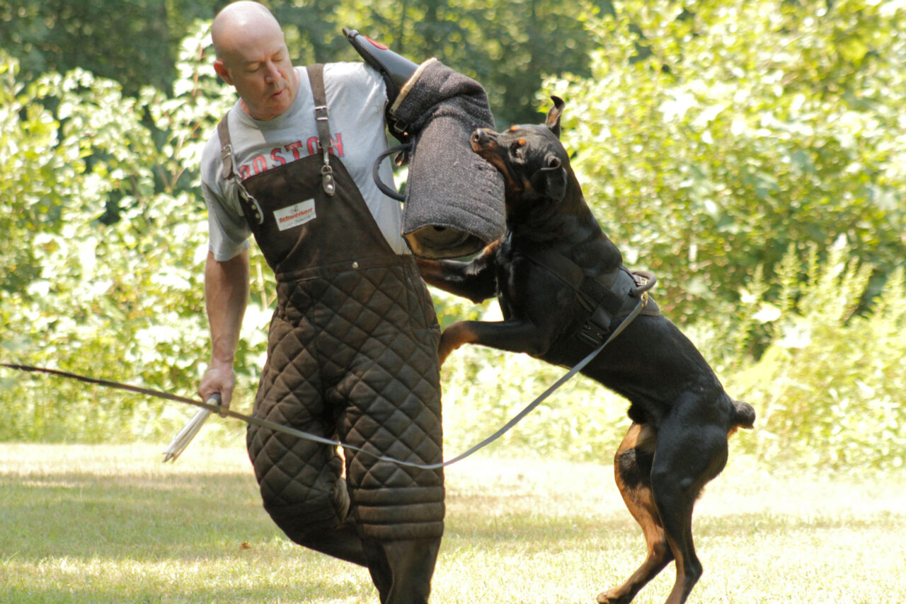 Working Dog Evaluation and Training - Moriarty Dogtown